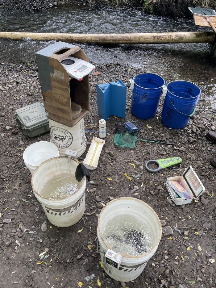 What's a smolt? - Environment for the Americas