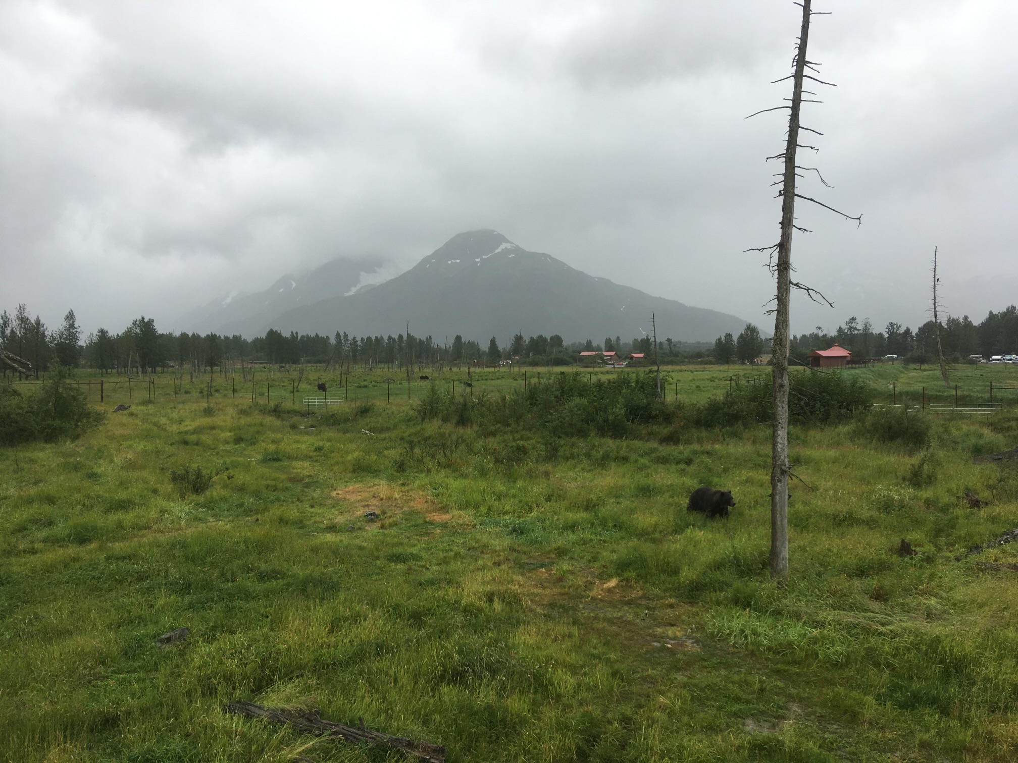 The Alaska Wildlife Conservation Center (AWCC) - A Special Use Permit ...