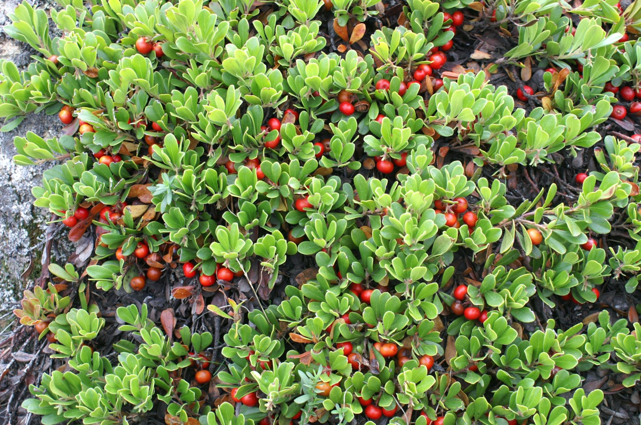 Ethnobotanical and Demonstration Gardens: The Connection Between ...