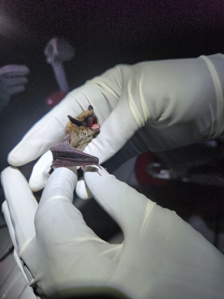 Bat Mist Netting with the State Natural Resource Biologist ...