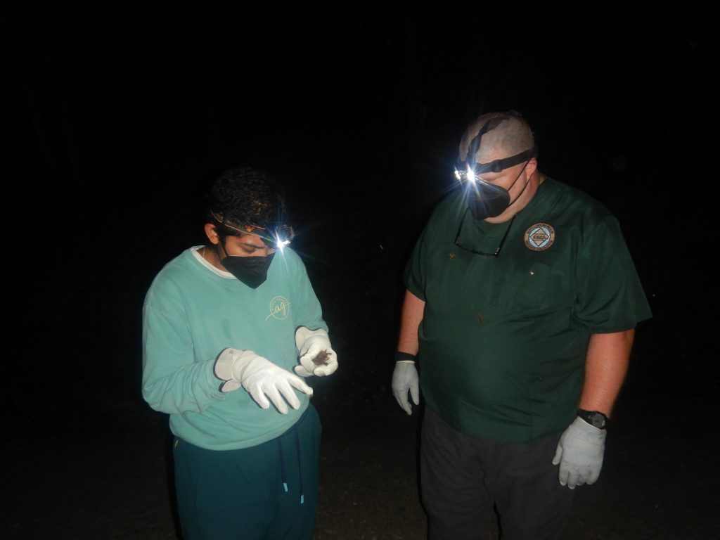 Bat Mist Netting with the State Natural Resource Biologist ...