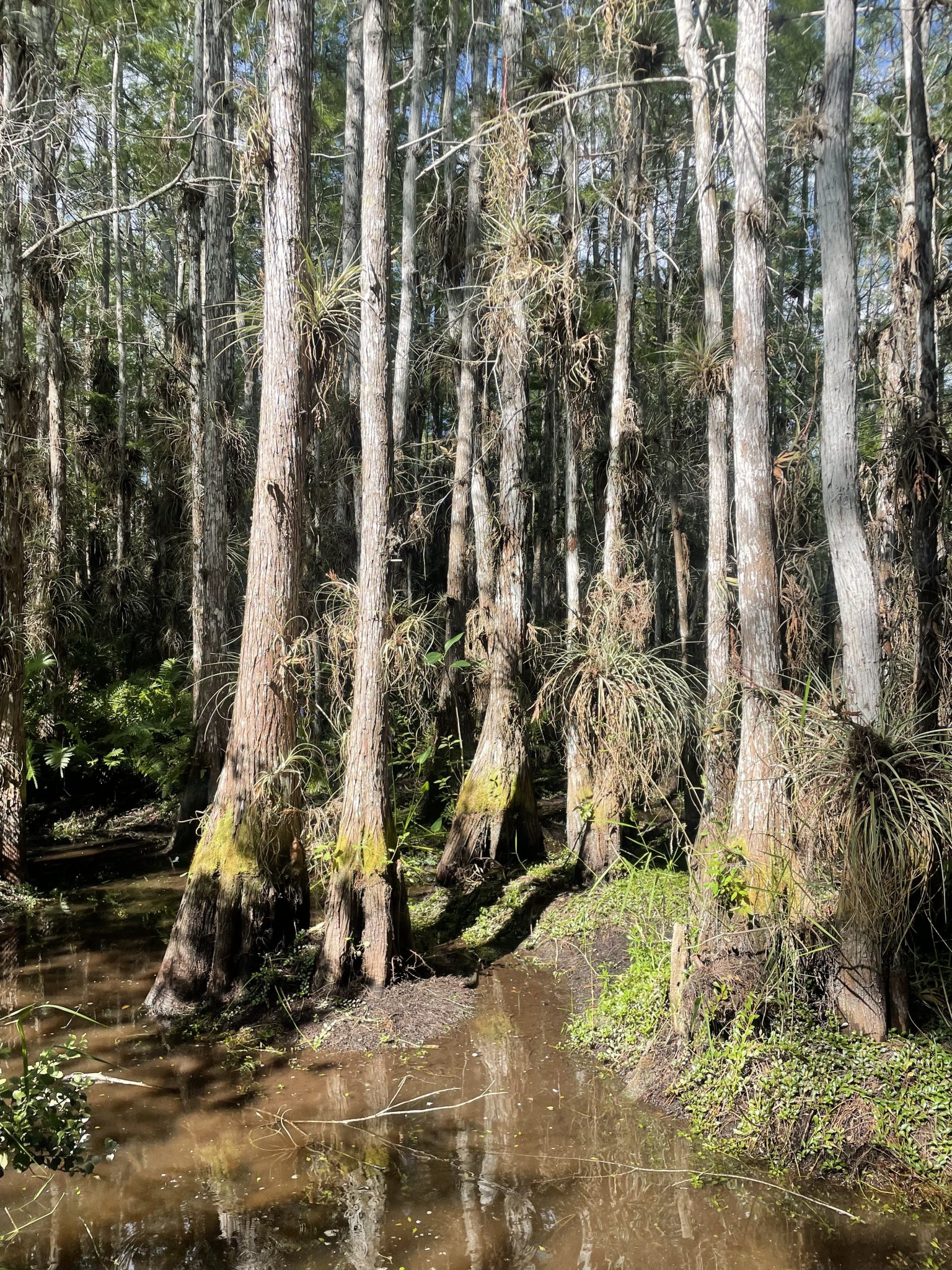 Deep Dive into a Cypress Dome - Robert Weber - Environment for the Americas