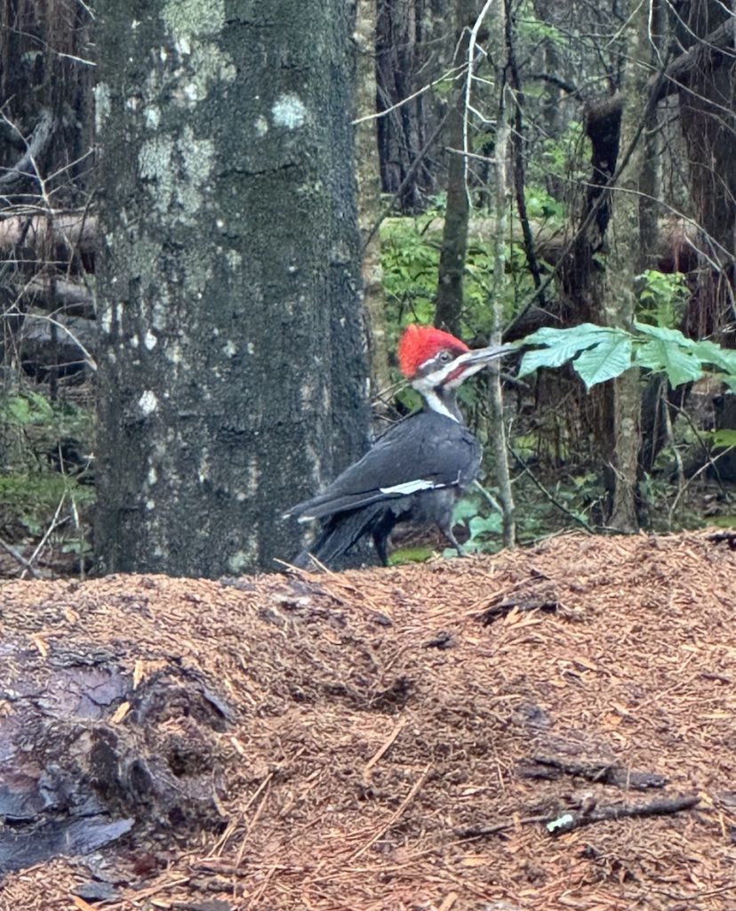 Critters in the Congaree - Environment for the Americas