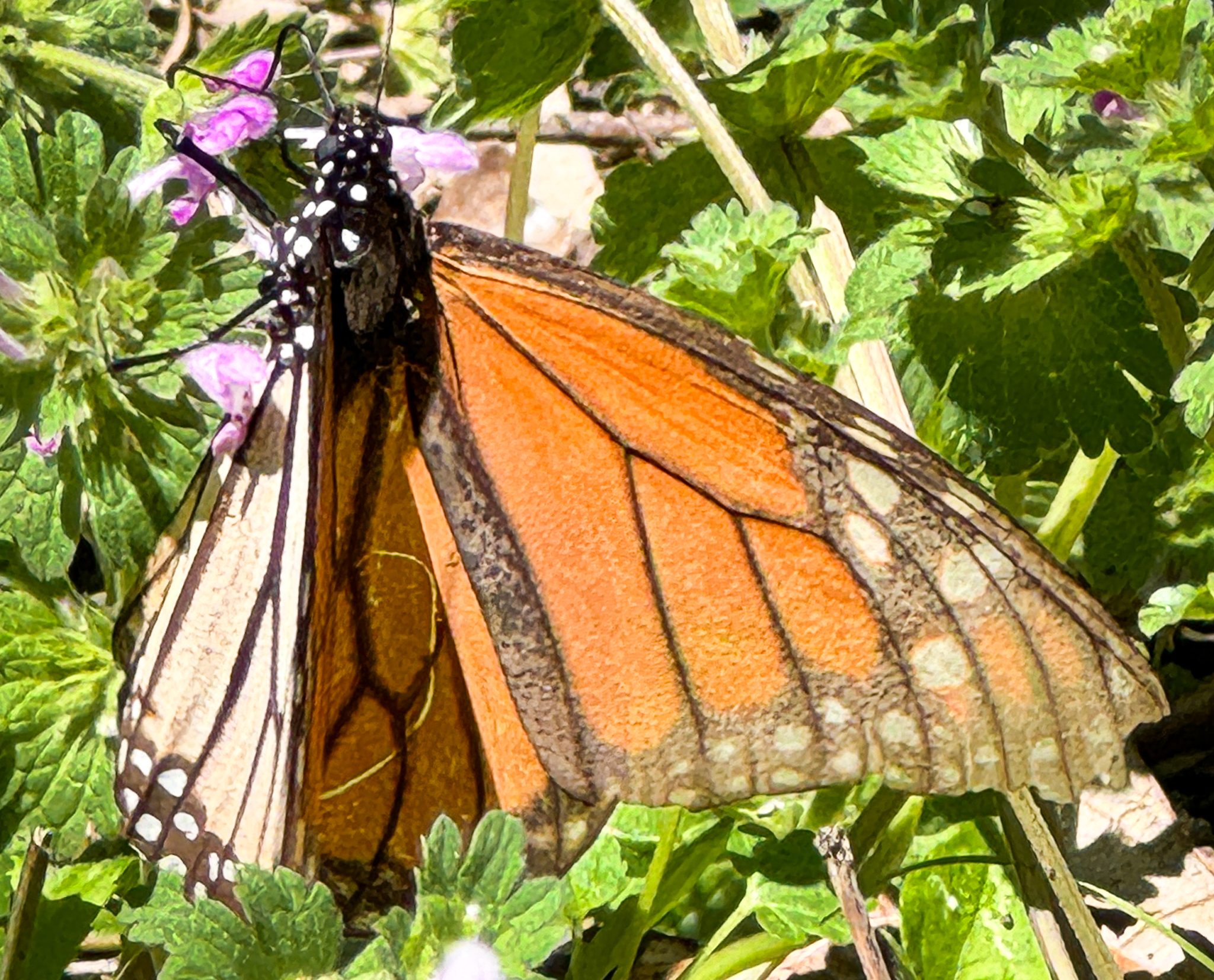 My First Monarch: Ringside With a Monarch of Michoacán - Environment ...