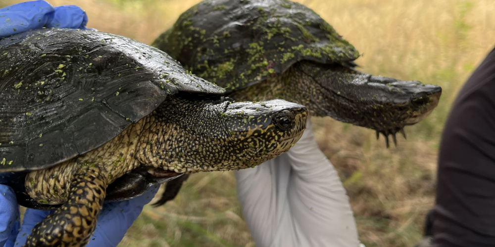 Saving the Turtles one Bullfrog at a Time - Environment for the Americas