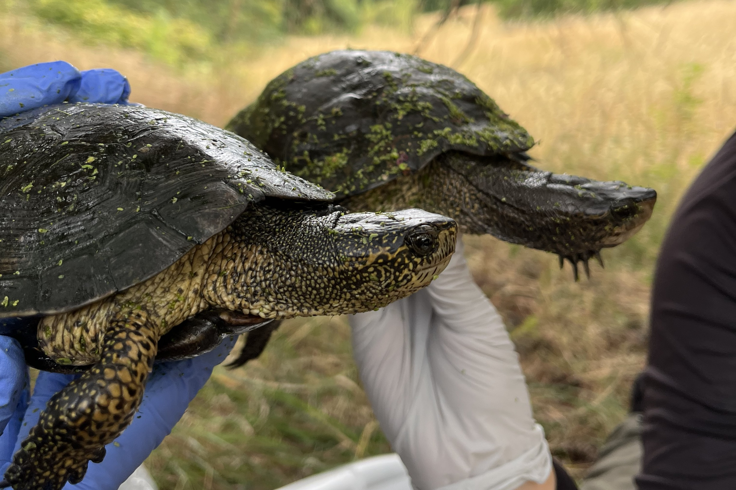 Saving the Turtles one Bullfrog at a Time - Environment for the Americas