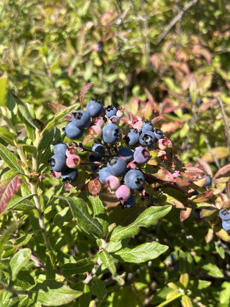 Wild Blueberries - Environment for the Americas