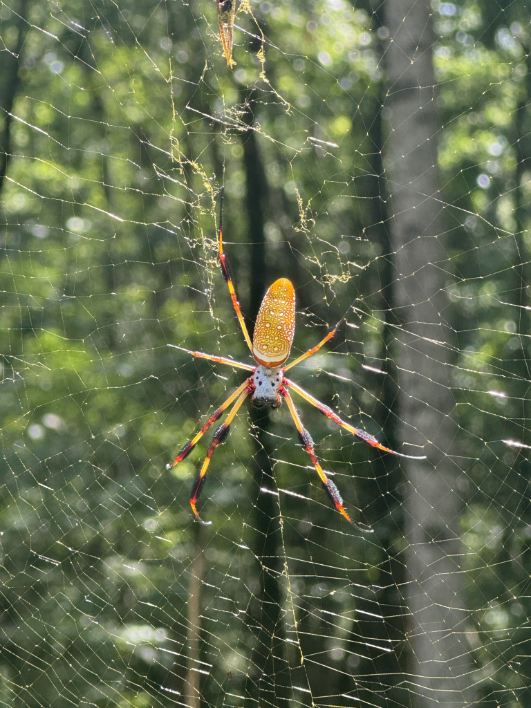 The Creation of Fat Spider Week! - Environment for the Americas