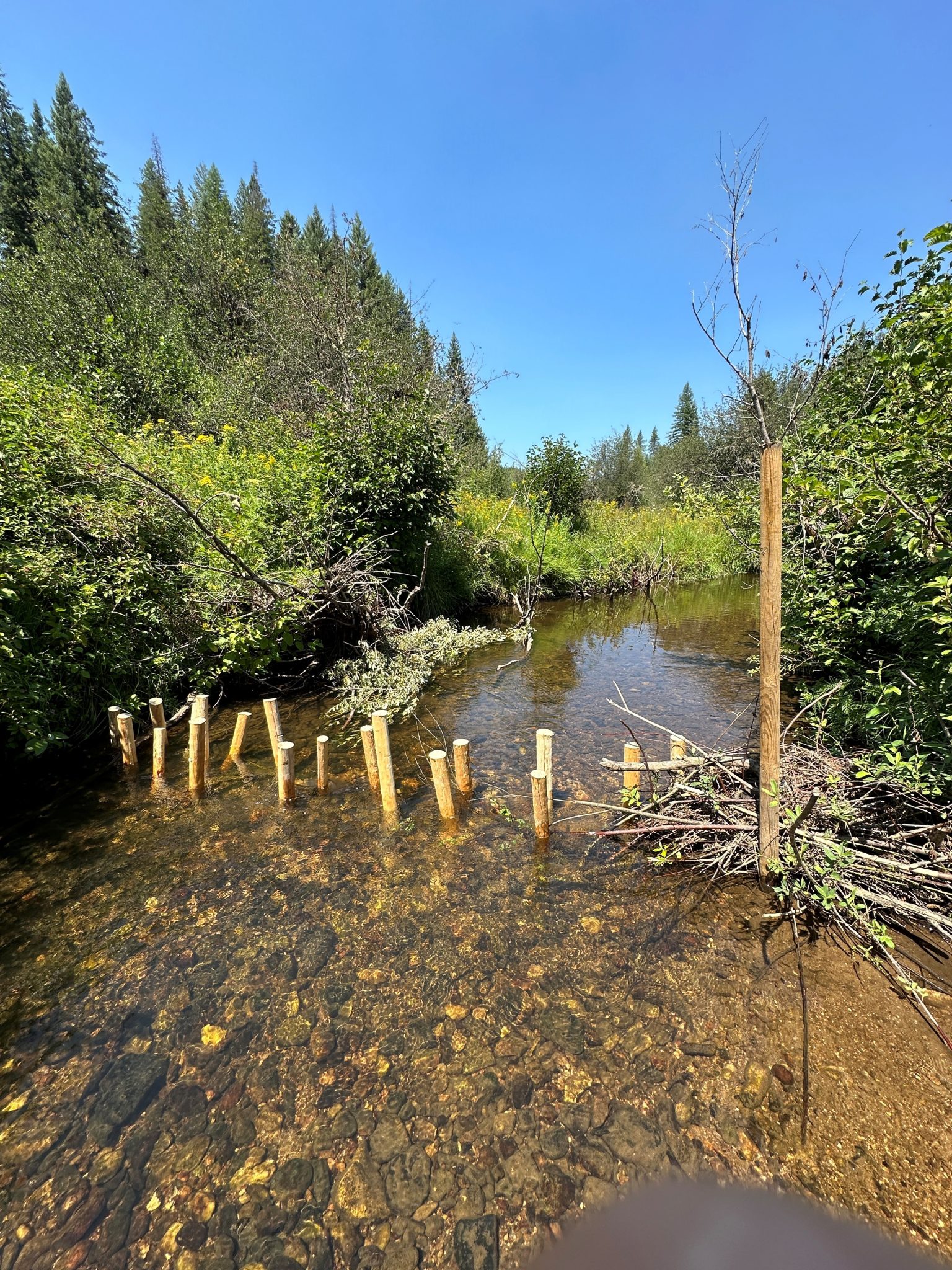 Beaver Dam Analogs & Post Assisted Log Structures in Nez Perce ...