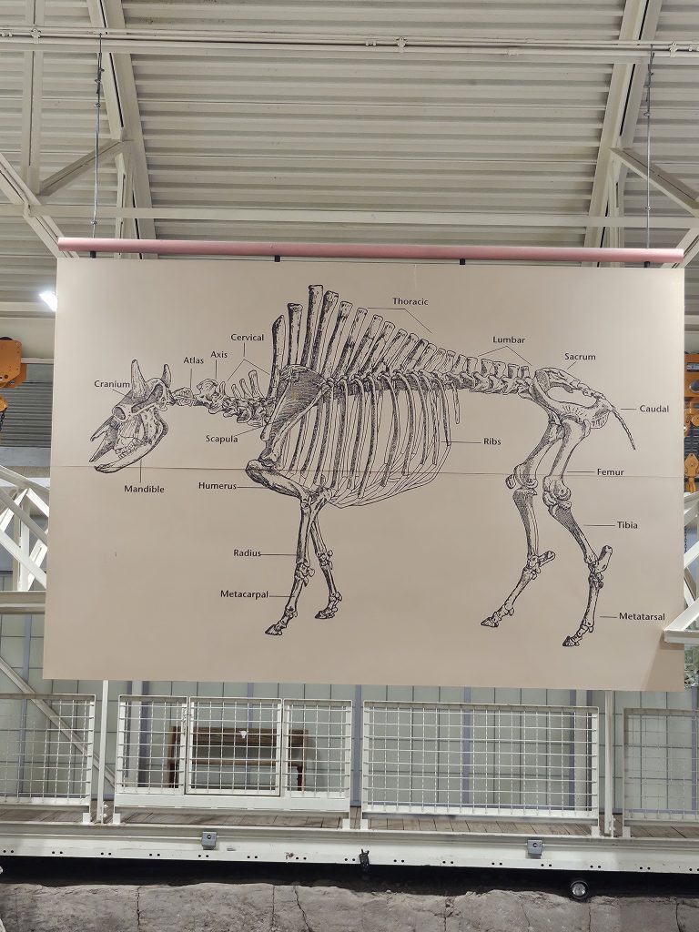 Exploring the Bison Bone Bed in Oglala Grassland - Environment for the ...