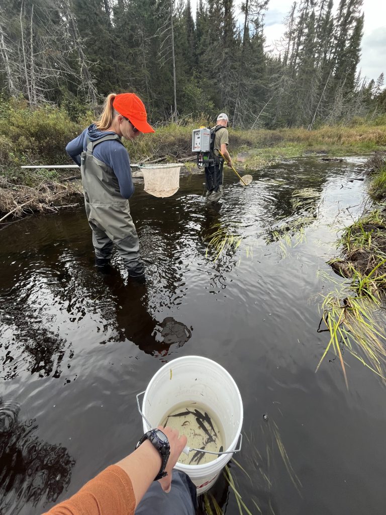 Electro-fishing in September - Environment for the Americas