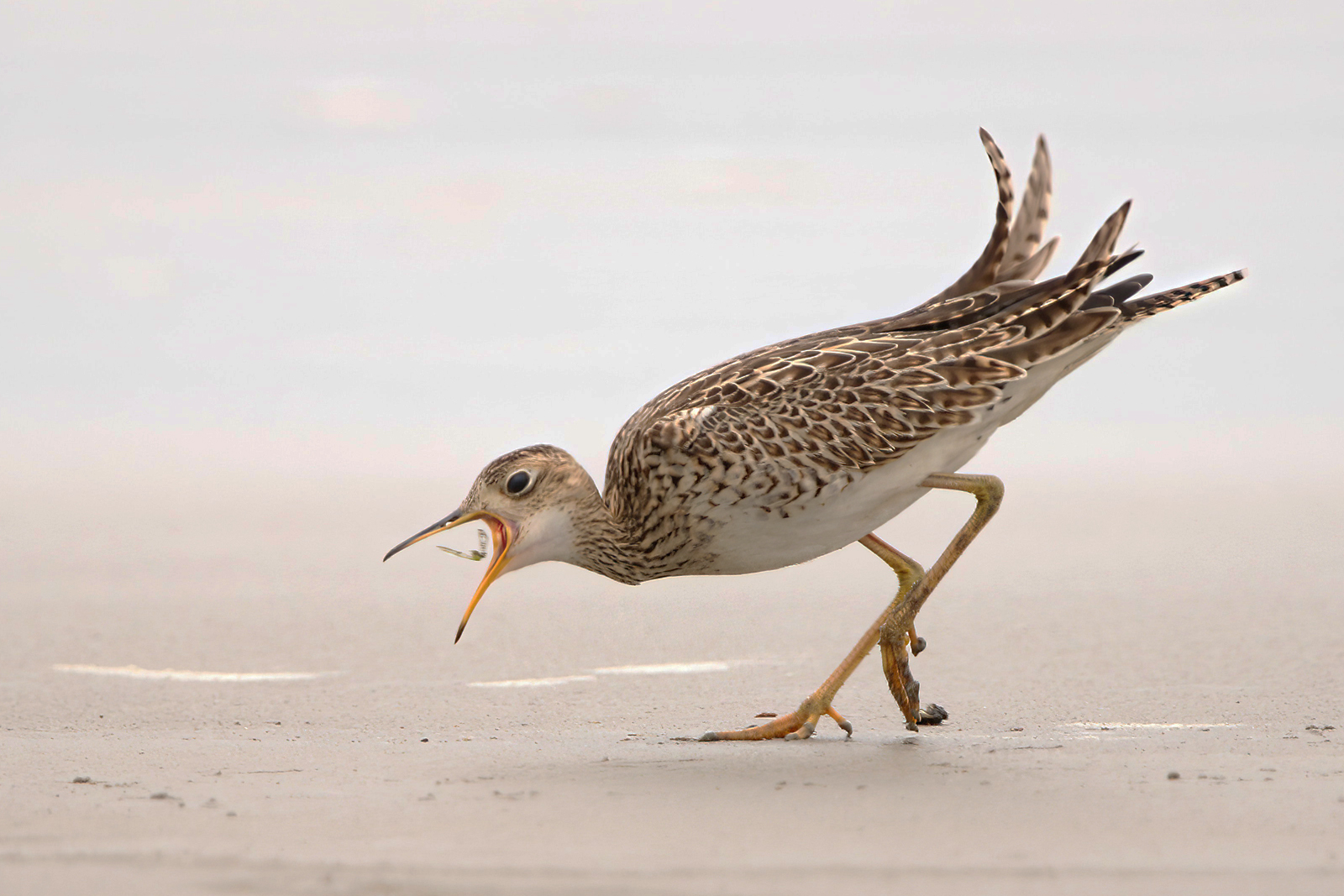 Announcing the Winners of the First-Ever World Migratory Bird Day ...