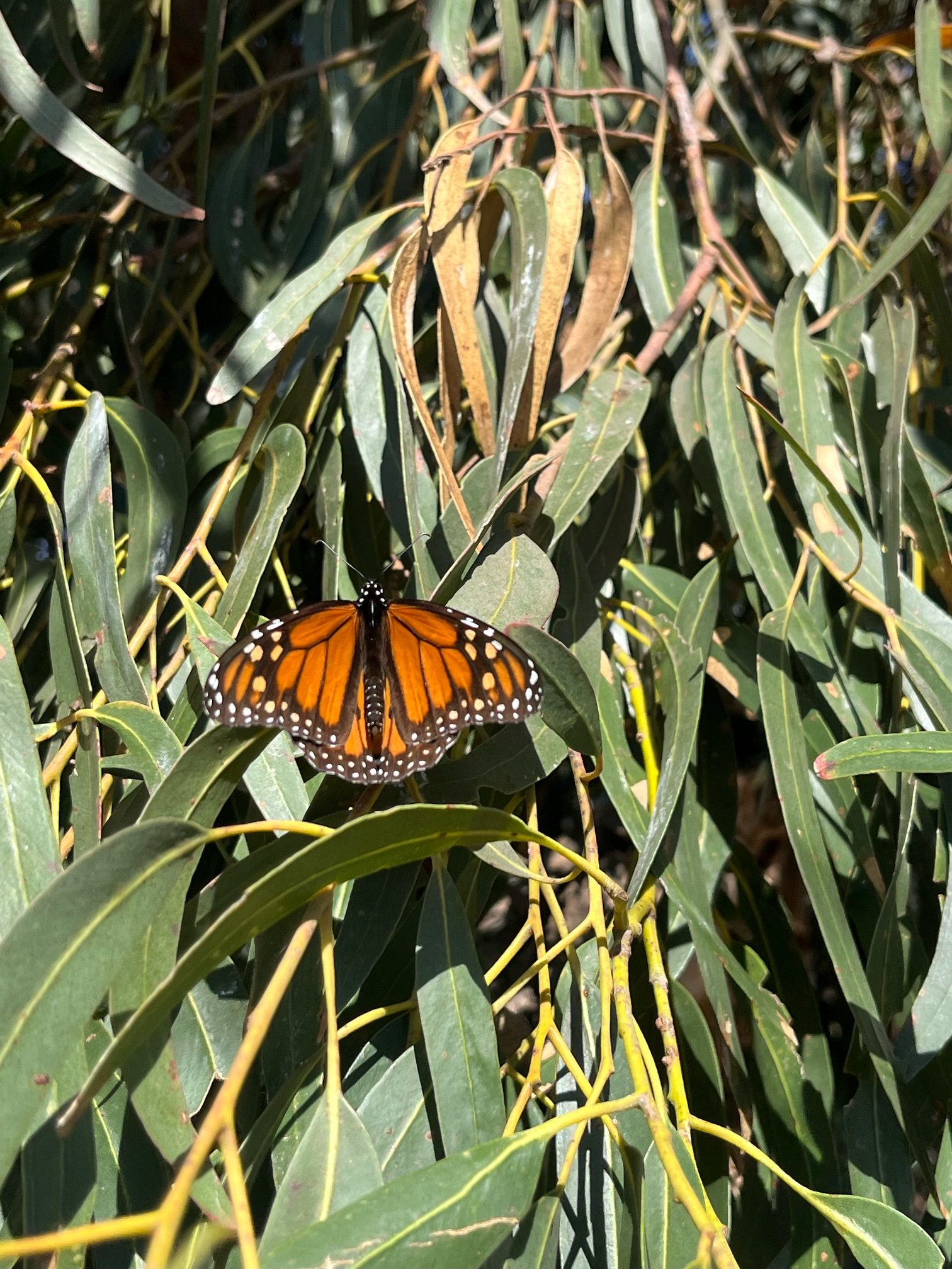 The Mysteries of Monarch Overwintering - Environment for the Americas