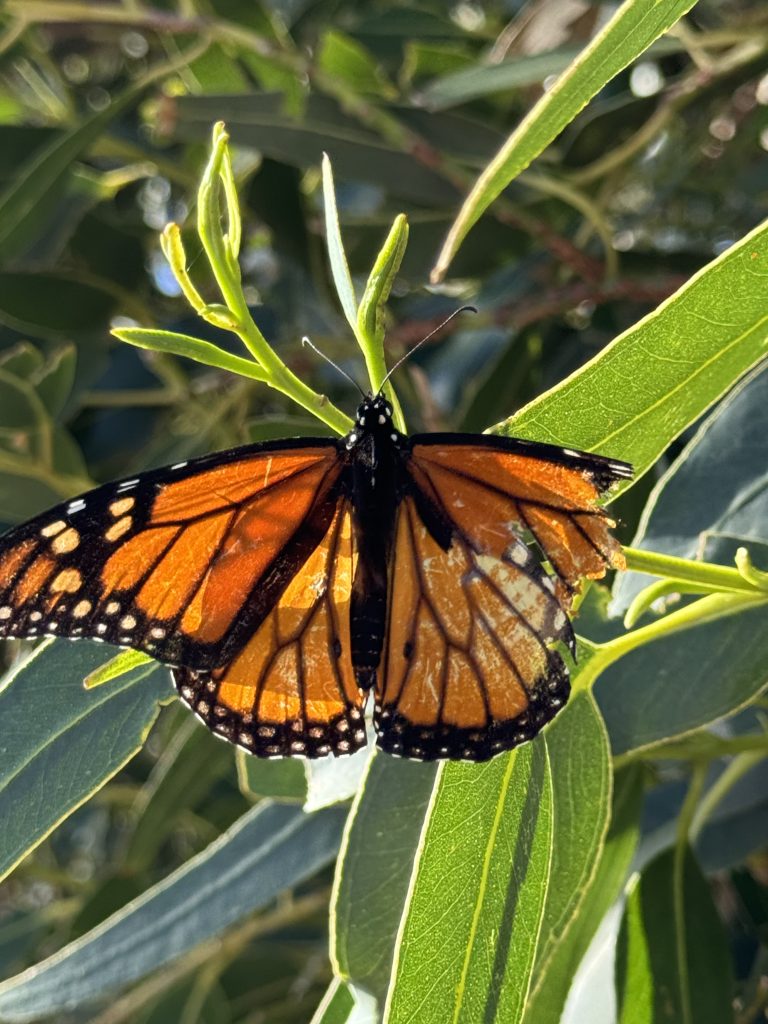 Monarch Battle Scars & Monarch Mexico Artwork - Environment for the ...
