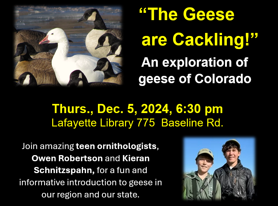 The Geese are Cackling! – An Exploration of Geese of Colorado ...