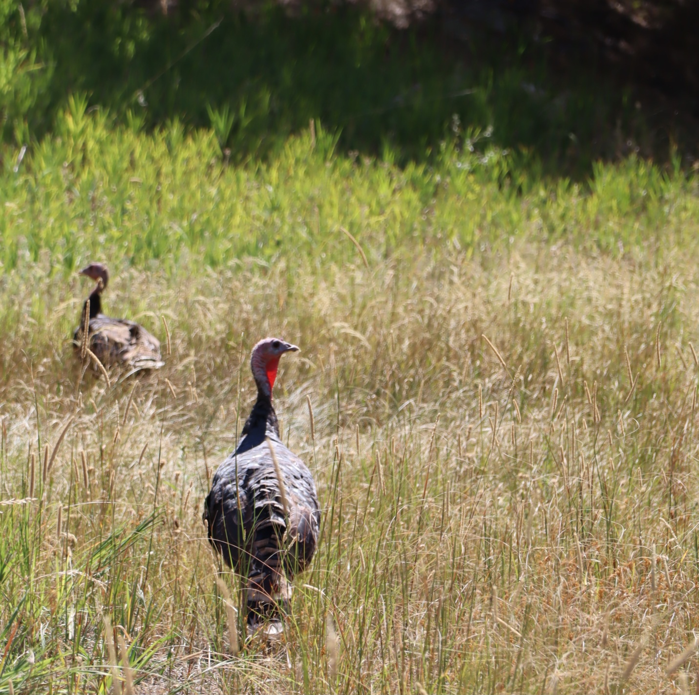 Rethinking Thanksgiving: Honoring Turkeys and Indigenous Peoples' Day ...