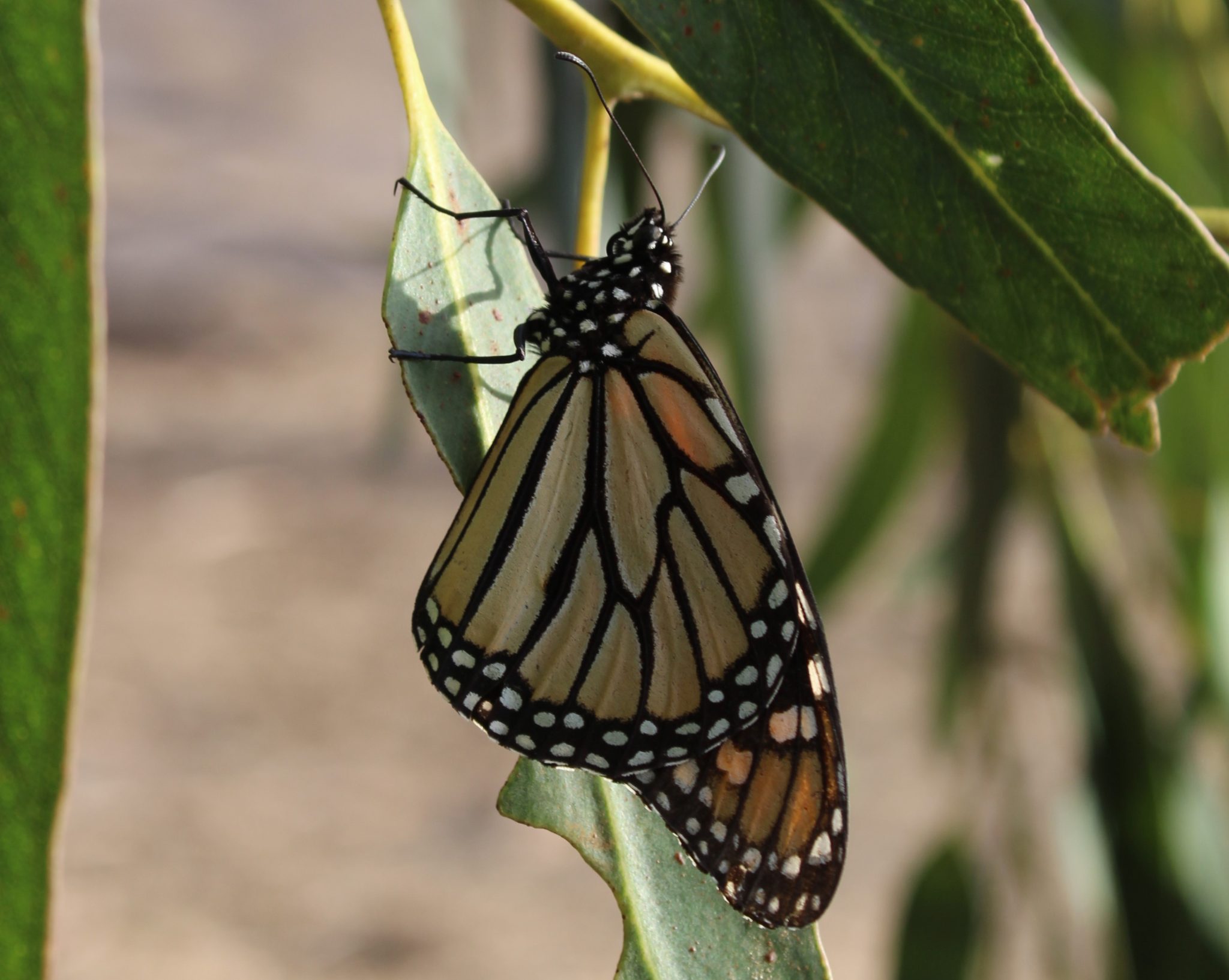 The End of My Monarch Mission - Environment for the Americas