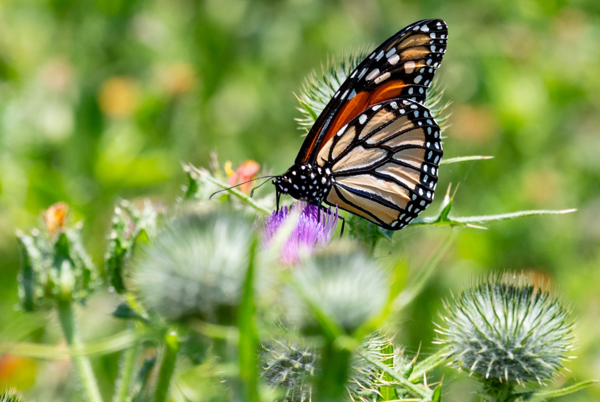 Monarchs and the Endangered Species Act - Environment for the Americas