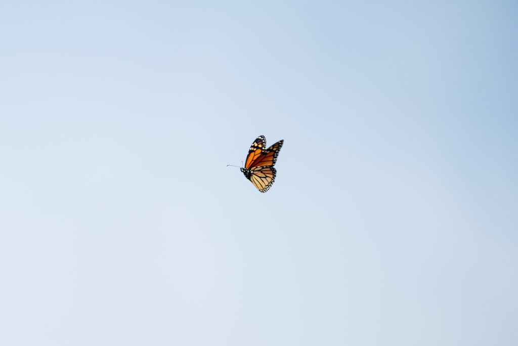 Monarcas y Muertos: Monarch Butterflies and the Day of the Dead ...
