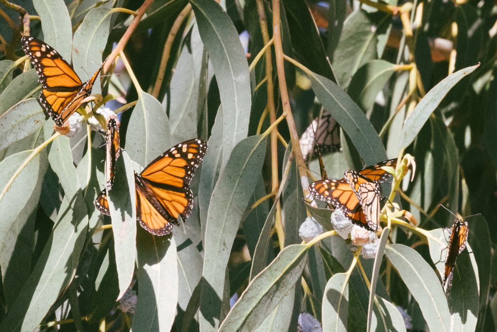 Monarcas y Muertos: Monarch Butterflies and the Day of the Dead ...