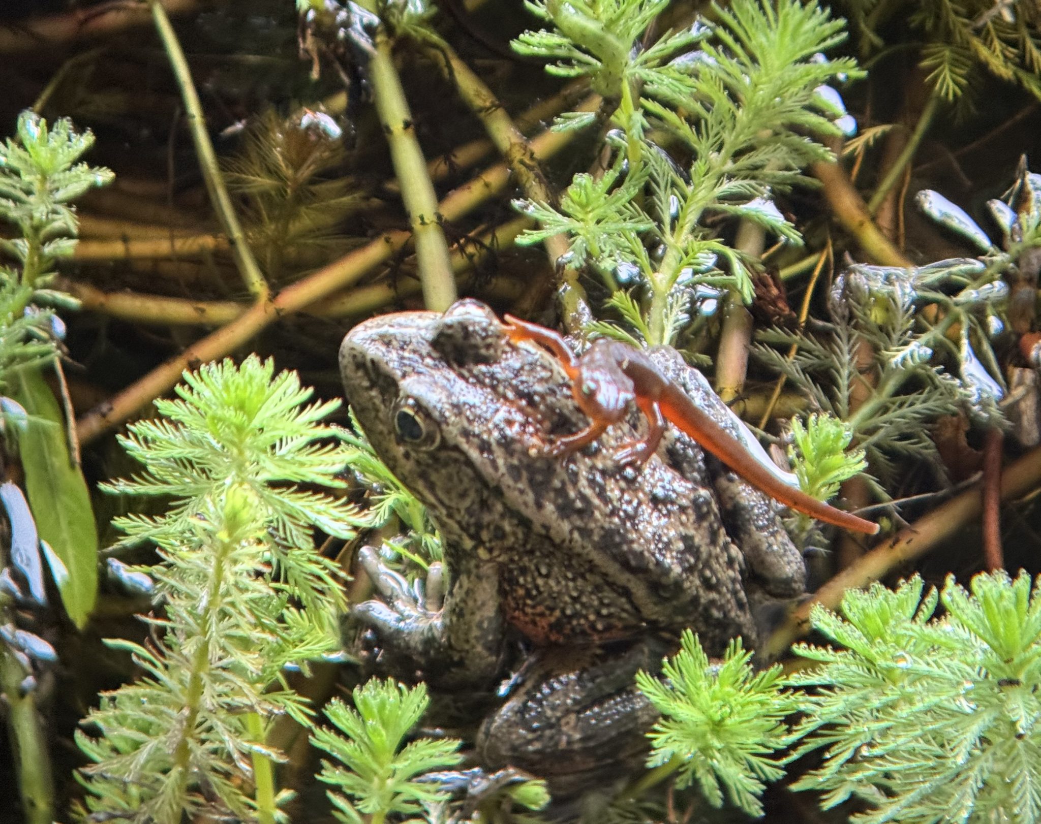 Cam Chronicles Vol. 2- Frogs Frogs (newts) and Frogs - Environment for ...