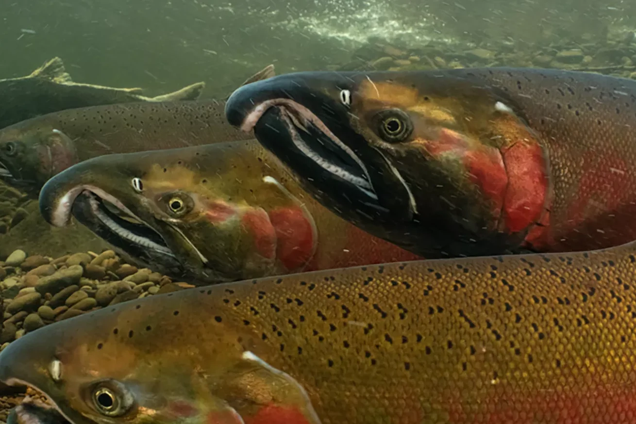 The Vegetation Teams Role in the Restoration of Redwood Creek for Coho ...