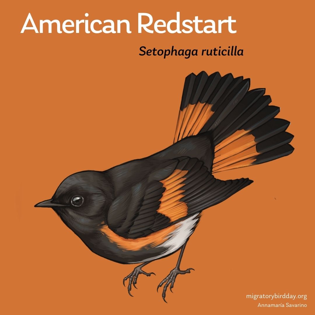 World Migratory Bird Day 2025 Poster Revealed - Environment for the ...