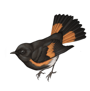 Meet the American Redstart - Environment for the Americas