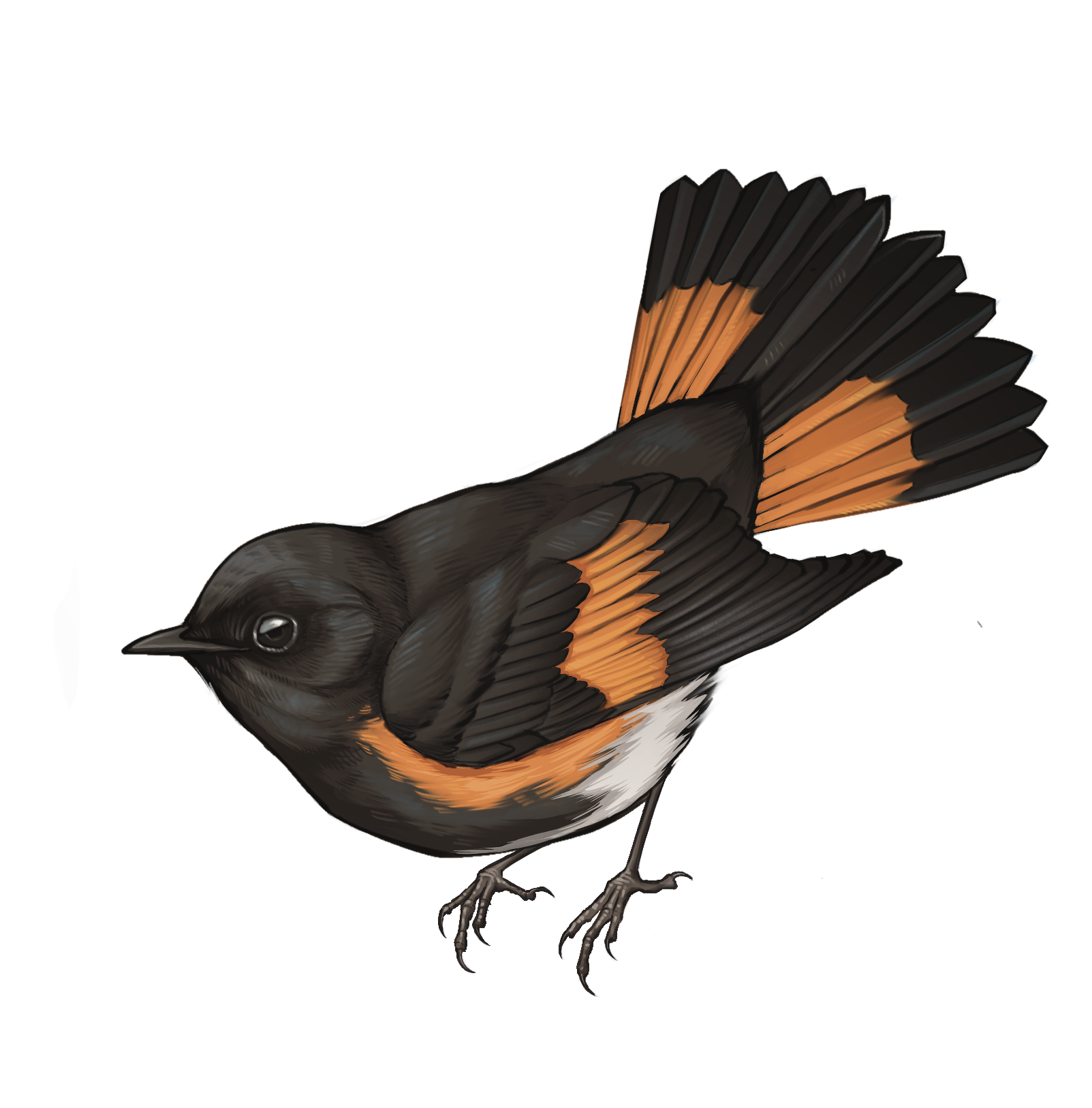 Meet the American Redstart - Environment for the Americas