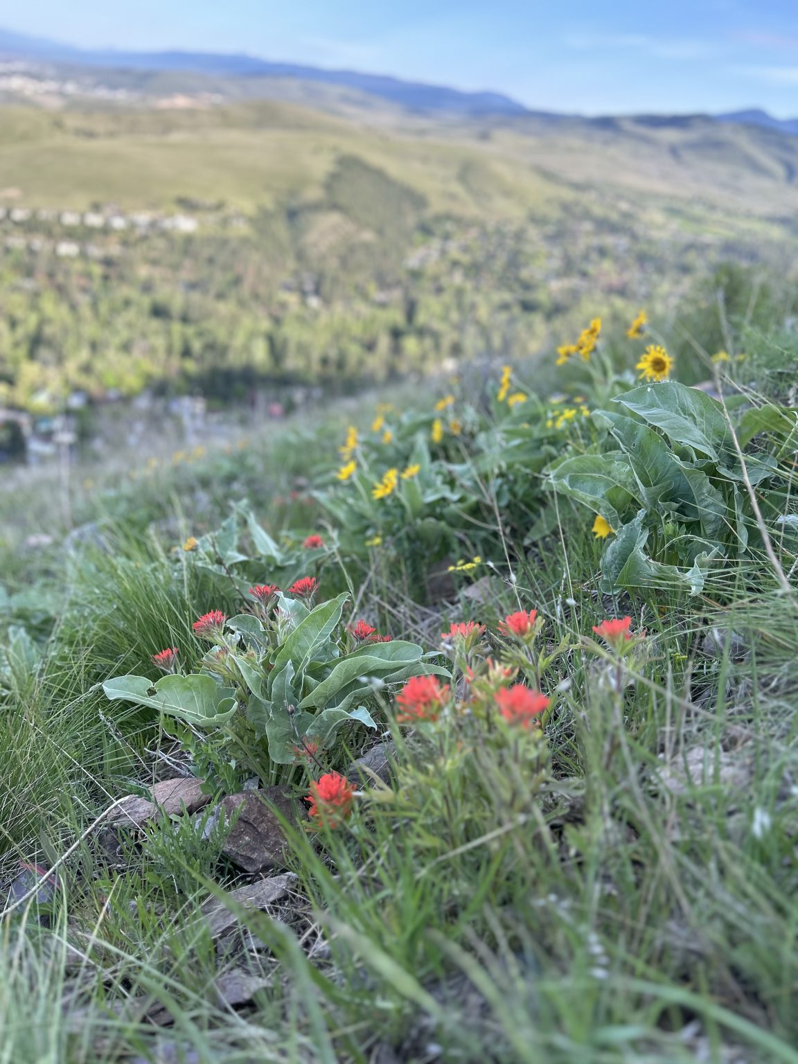Signs of Spring - Environment for the Americas