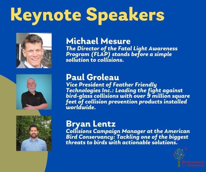 Invisible Threats: How Windows Threaten Birds and What We Can Do About ...