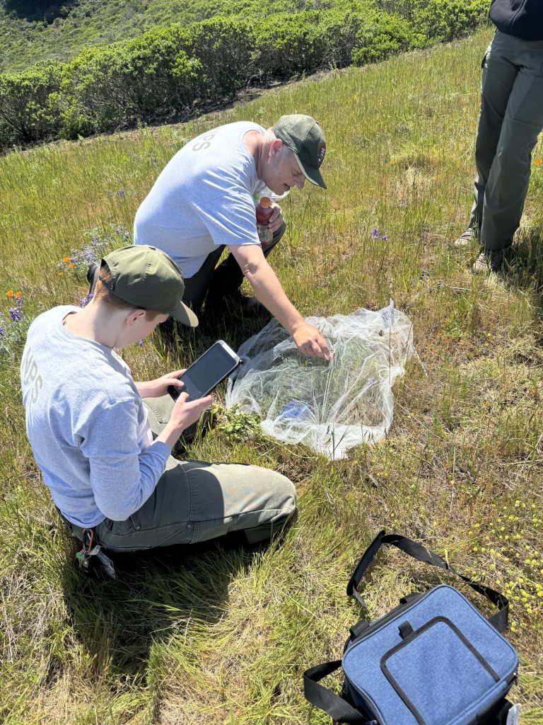 Mission Blue Butterfly Translocations - Environment for the Americas