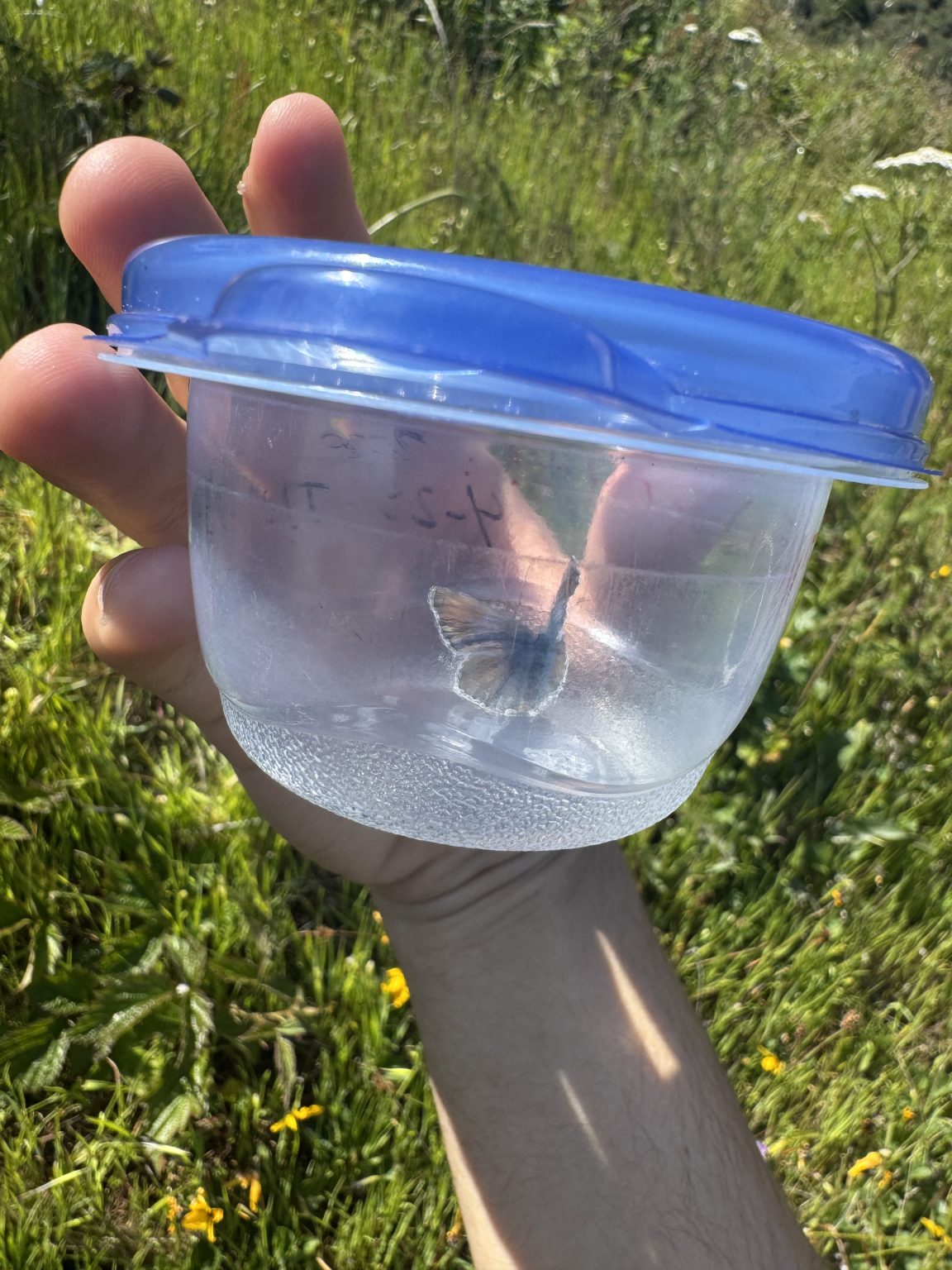 Mission Blue Butterfly Translocations - Environment for the Americas