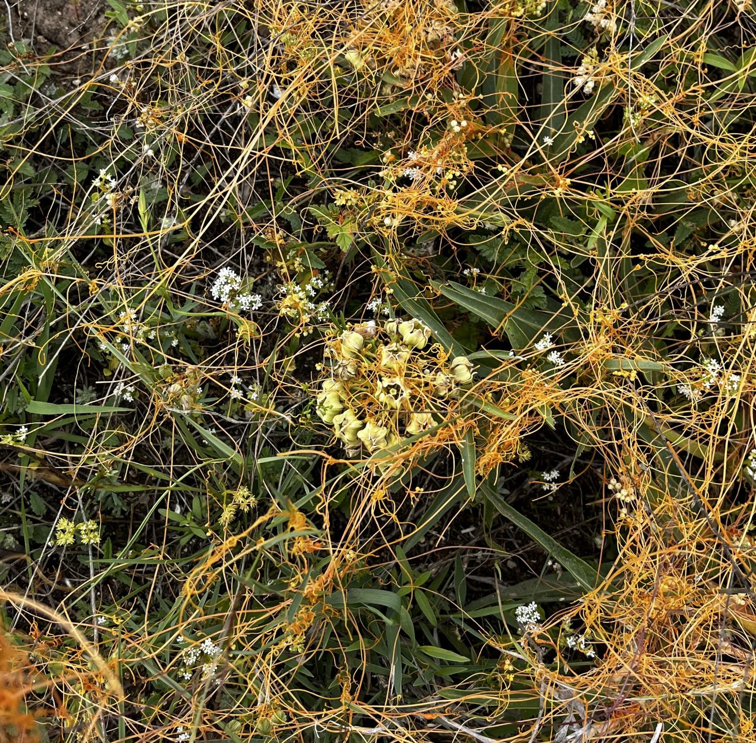 Dodders on Milkweed: The Parasitic Plant that Hijacks the Plot - Environment for the Americas