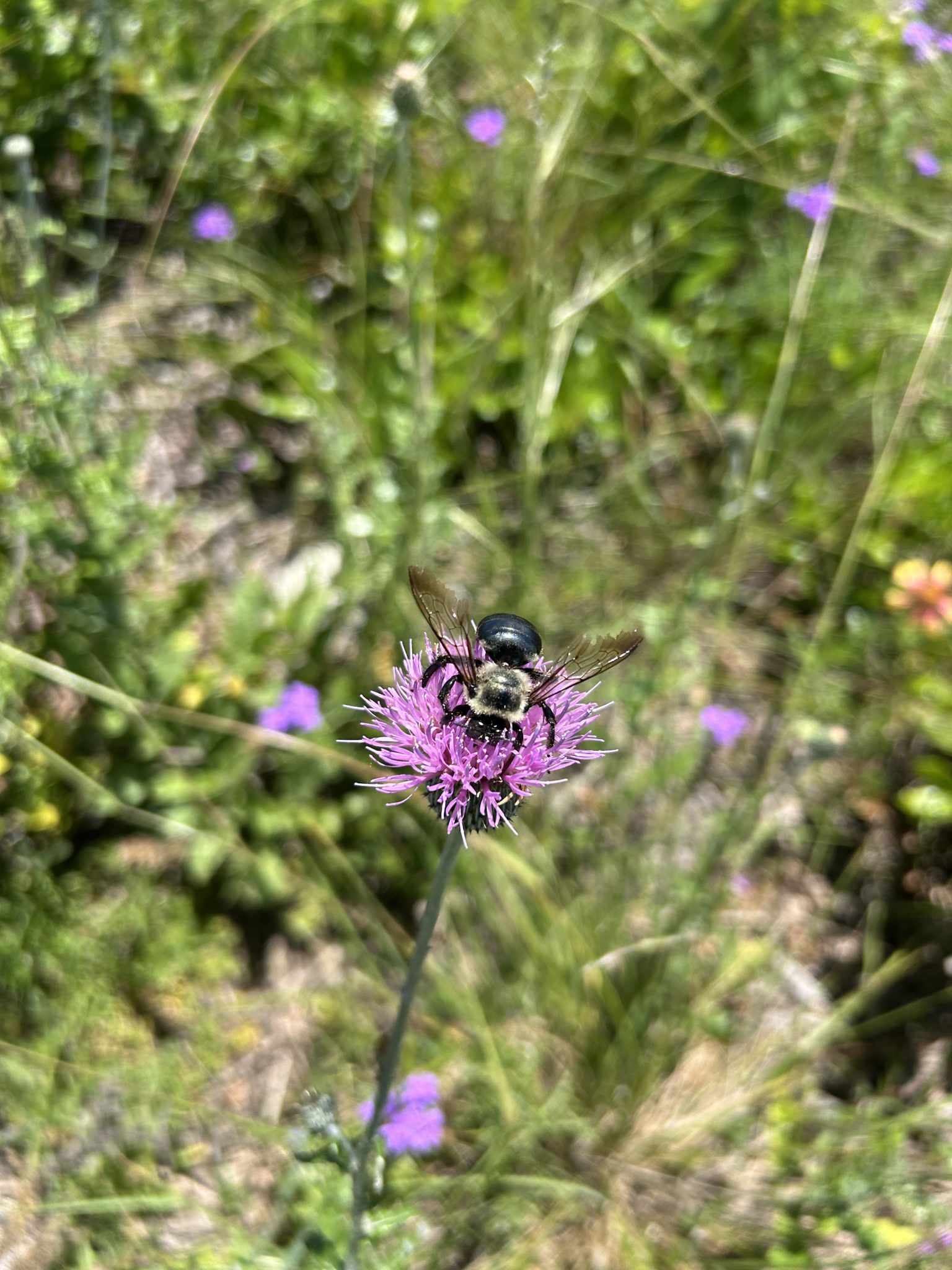 Buzzing Toward Balance: Why Native Bees Need Our Help - Environment for ...