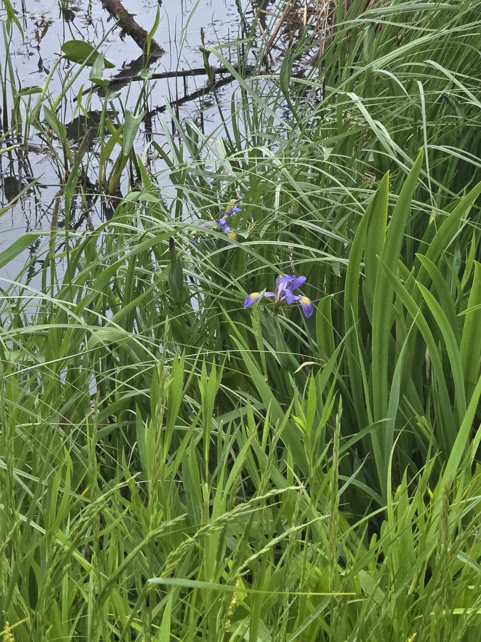 A Rainy Introduction to the Indiana Dunes (and Me!) - Environment for ...
