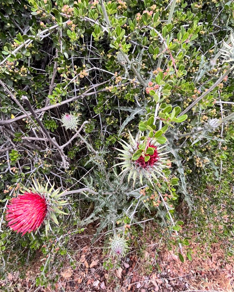 Nature's Fanny Pack: Wildlife at Pinnacles National Park - Environment ...