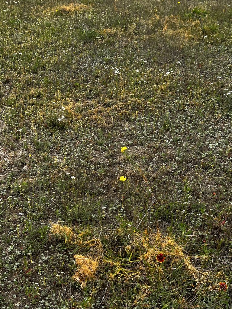 Dodders on Milkweed: The Parasitic Plant that Hijacks the Plot - Environment for the Americas