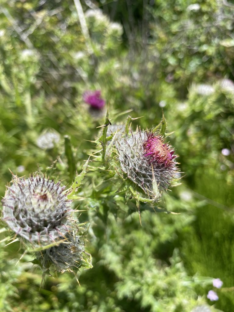 Rare Plant Surveys: A Gift of Thistle - Environment for the Americas