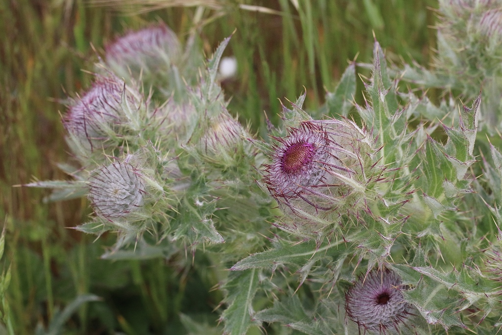 Rare Plant Surveys: A Gift of Thistle - Environment for the Americas