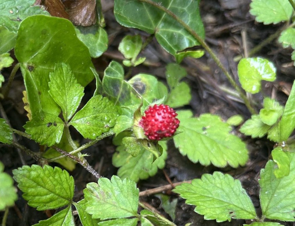 Mock Strawberries vs. Real Strawberries - Environment for the Americas