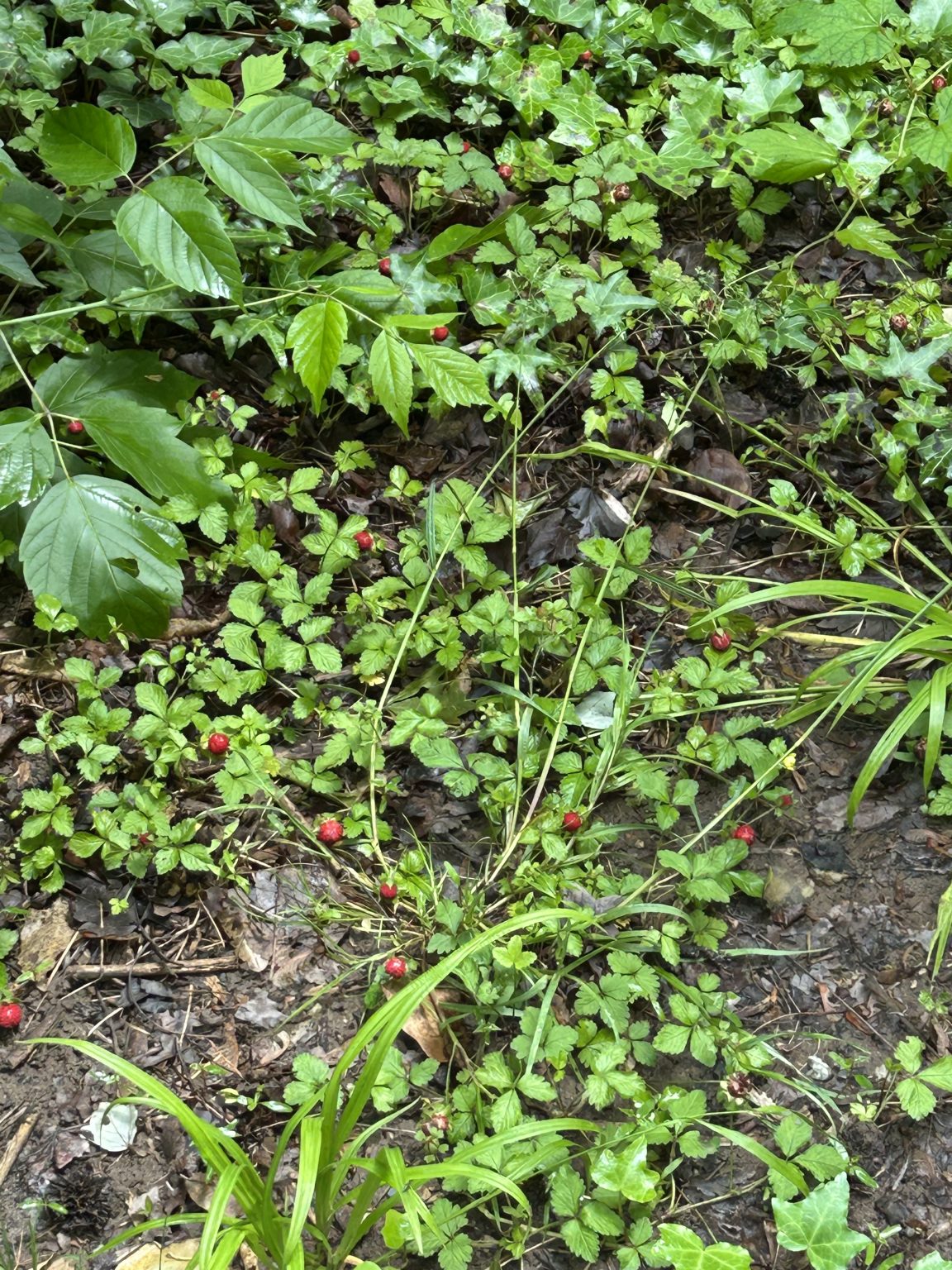 Mock Strawberries vs. Real Strawberries - Environment for the Americas