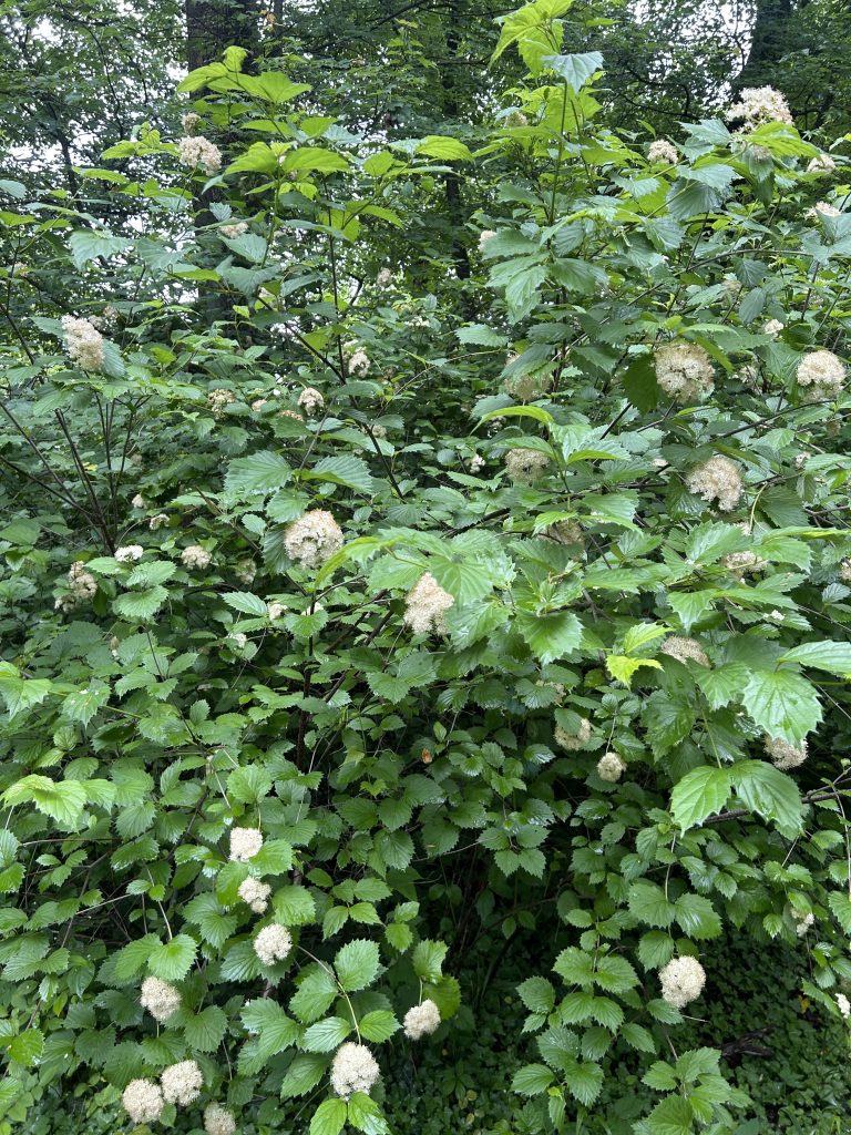 Berries for Birds: How Native Plants Help Birds Thrive - Environment ...