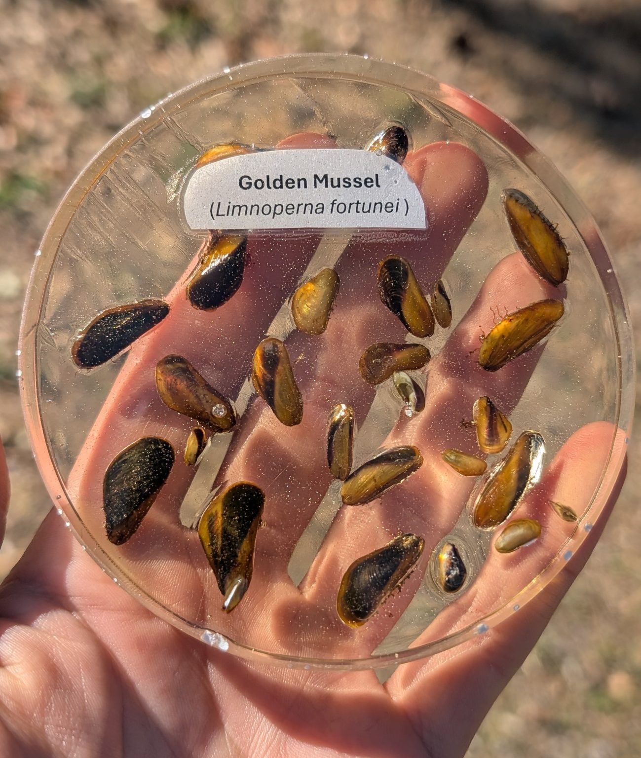 "DON'T MOVE A MUSSEL" - The Tale of an Invasive Threat - Environment ...