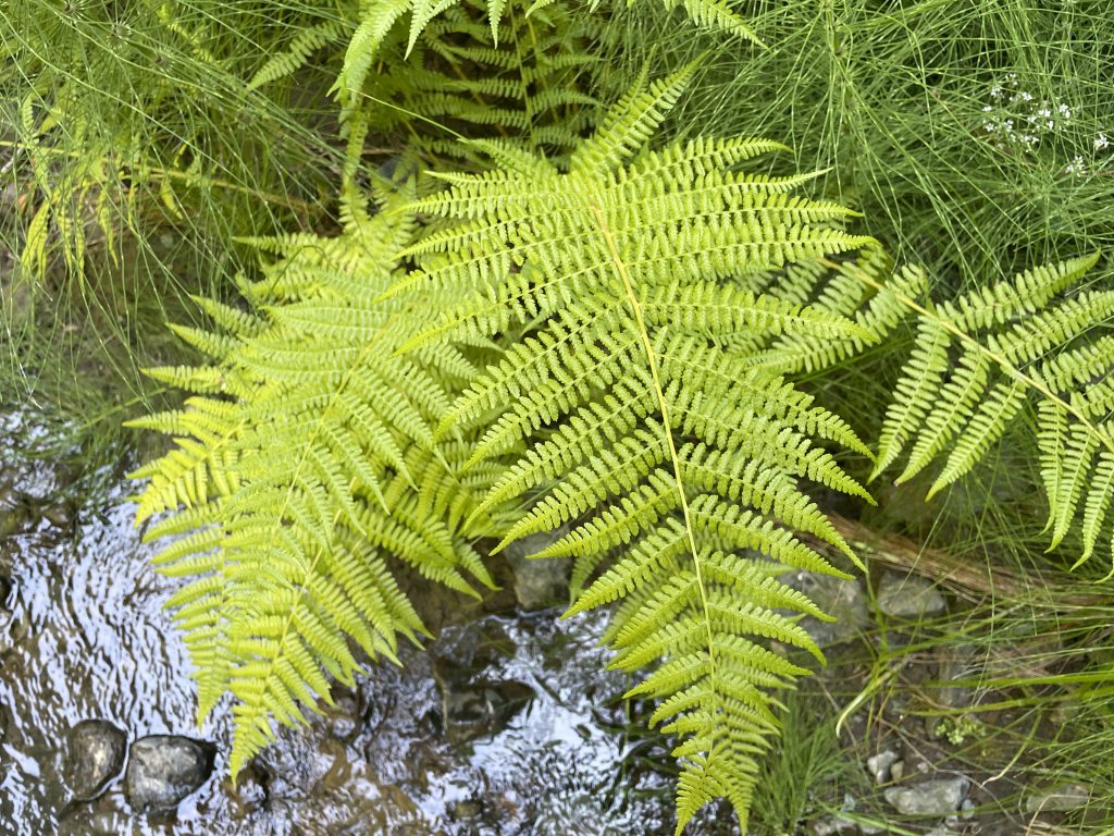 Ferns of Muir Woods! - Environment for the Americas