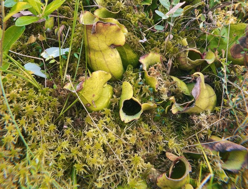 Welcome to Indiana Dunes National Park - Environment for the Americas