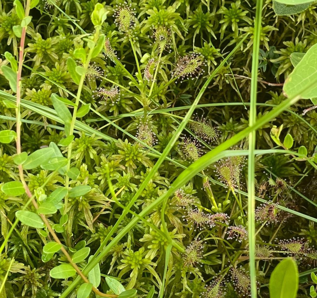 Welcome to Indiana Dunes National Park - Environment for the Americas