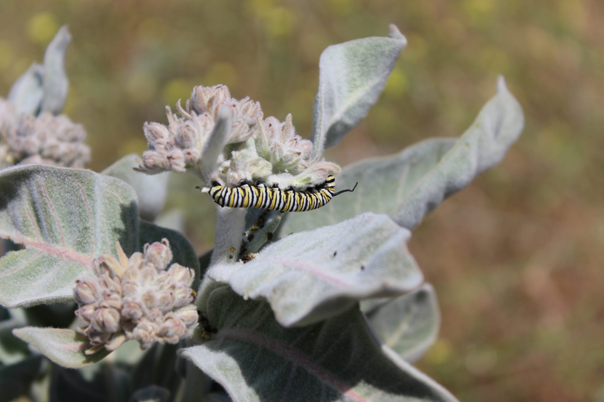 Butterflies In My Chest - Environment for the Americas