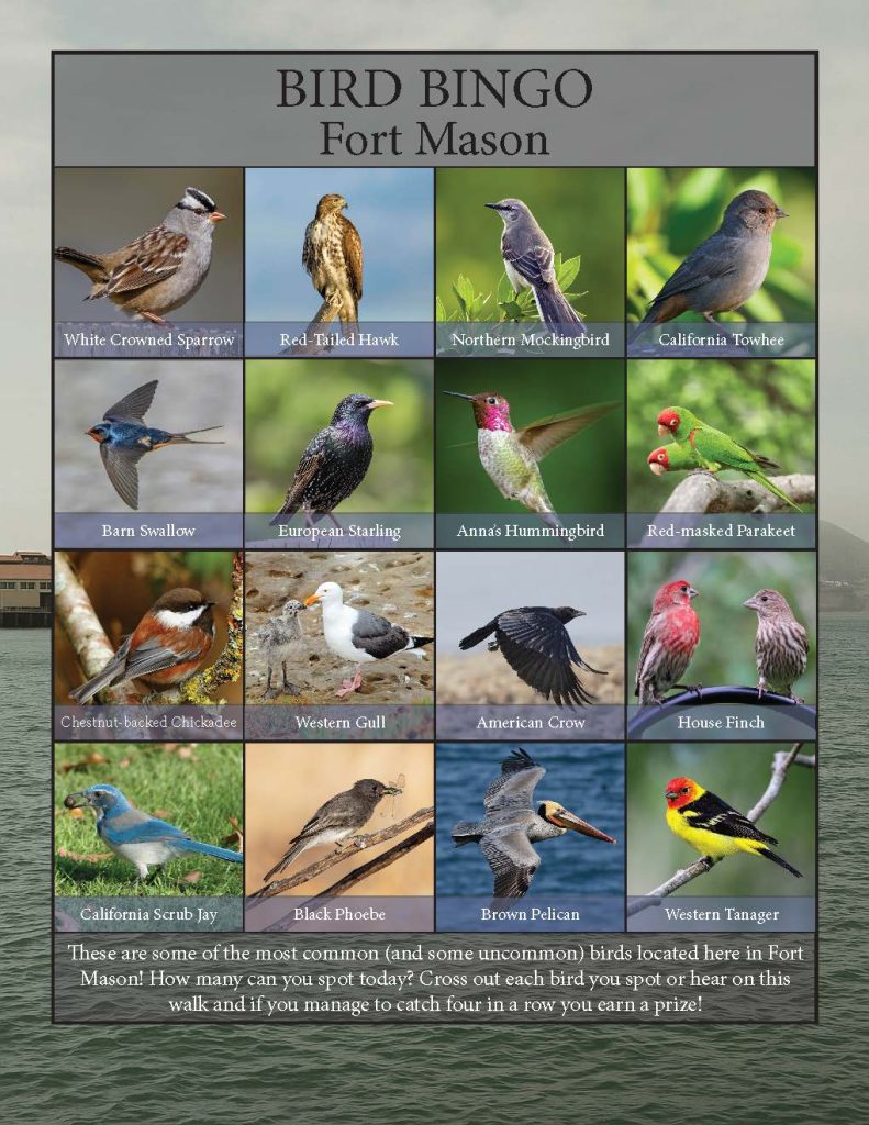 Birding Bingo - Environment for the Americas
