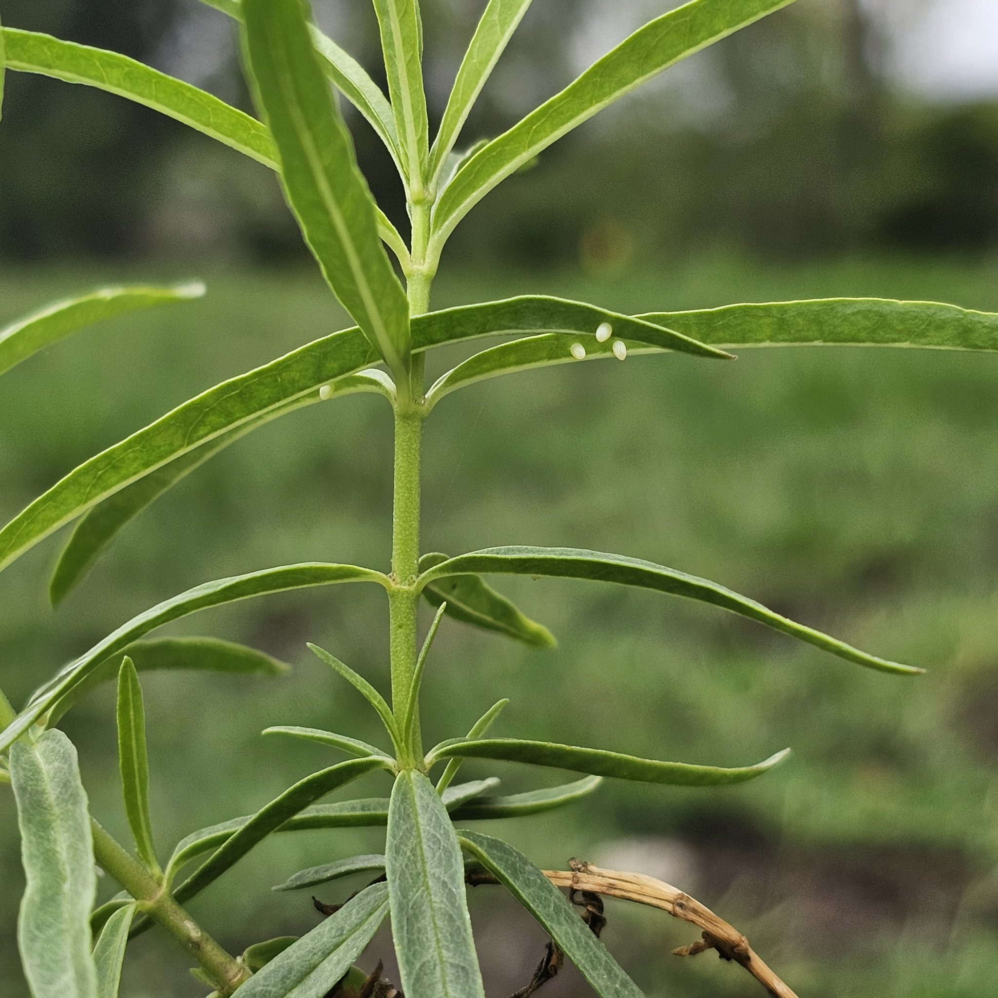 Monarch Multi-egg Mystery - Environment for the Americas